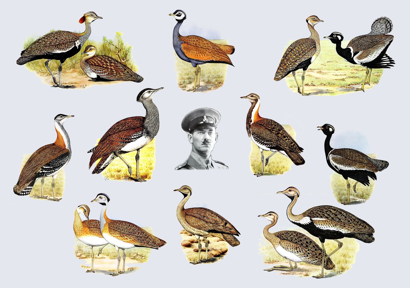 Catching Flies: A little-known bird artist