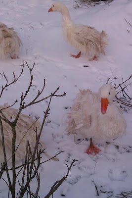 Frau Frieda: Ungarische Lockengänse