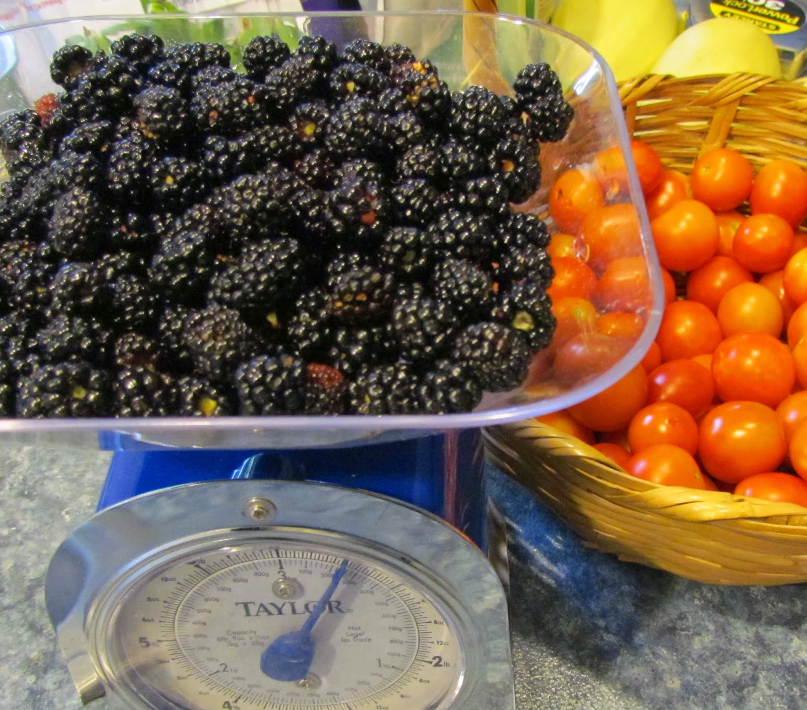 Little Eden Heirloom Farm: Wildcrafting Florida Native Blackberries