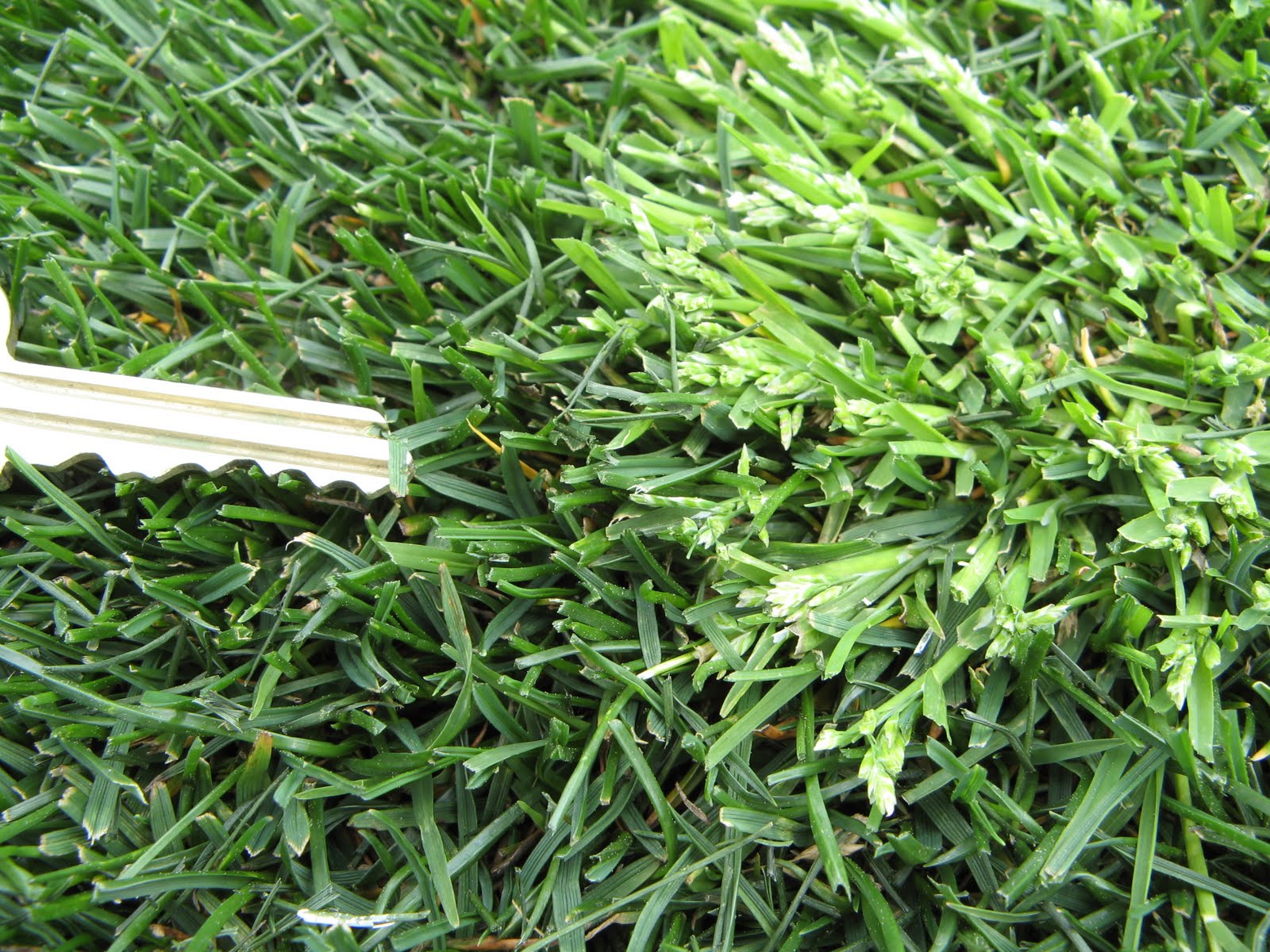 Purdue Turf Tips: Winter Annual Weeds