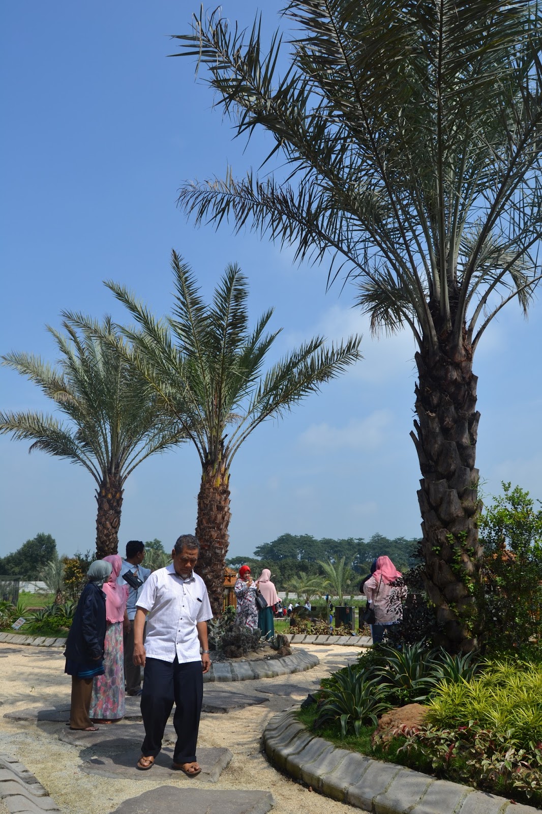 Inilah Wisata Kebun Kurma Terbesar di Indonesia