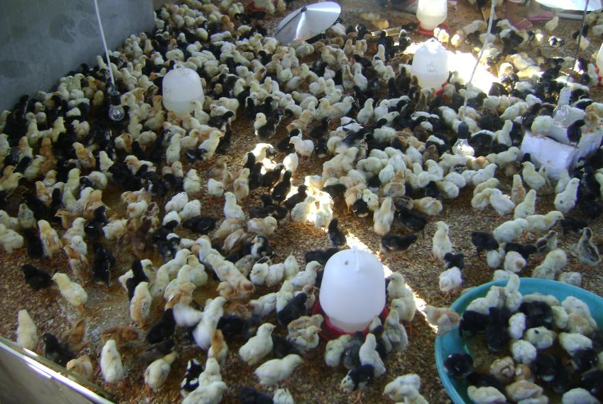 Petra Farm: Bibit Ayam Kampung Super