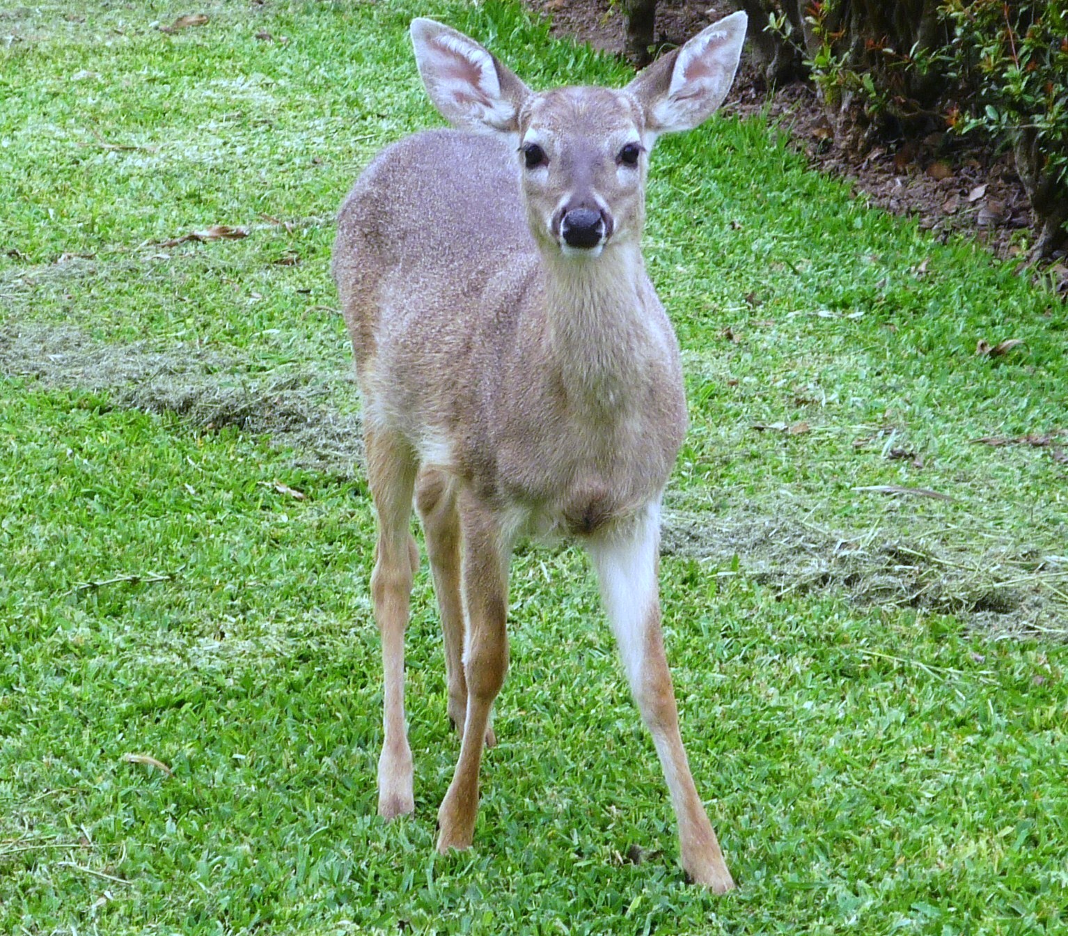Las Flores de Tara: La mirada de los seres sintientes