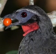 Ciência Surpreendente: Jacu Bird.