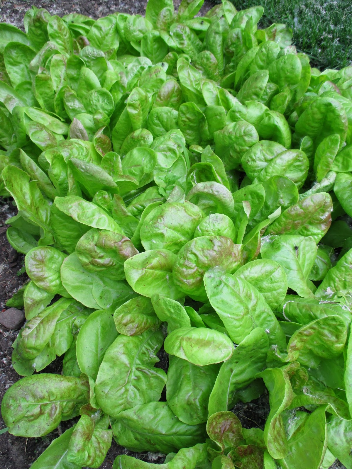 Rotary Botanical Gardens - Hort Blog: Sogginess Descends On The Gardens