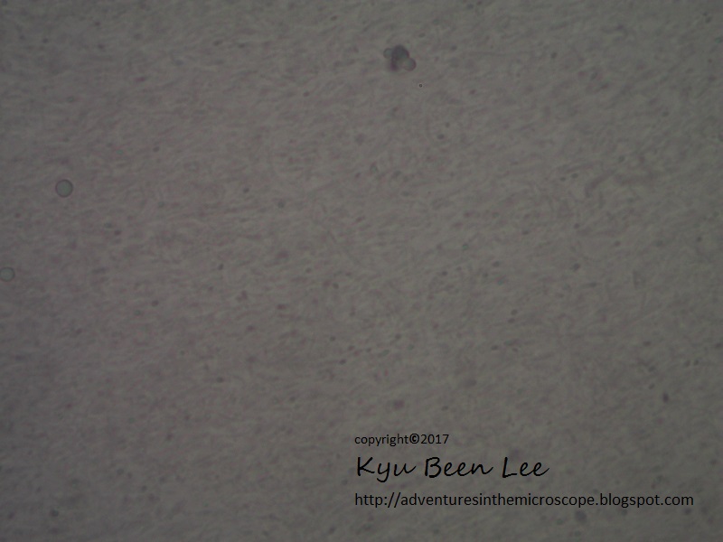 Micro World What Is Bacillus Subtilis Natto