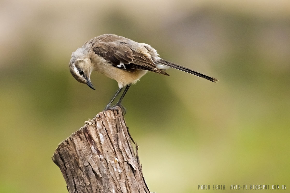 mis fotos de aves: Mimus patagonicus Calandria Mora Patagonian Mockingbird