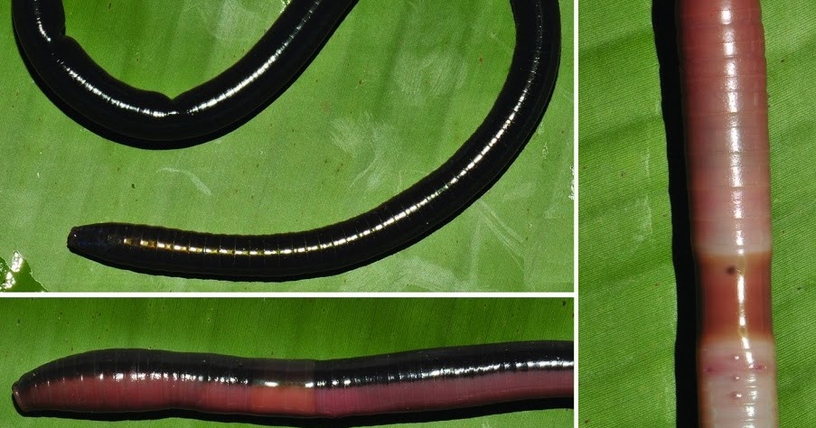 Species New to Science: [Invertebrate • 2020] Amynthas whitteni • A New ...