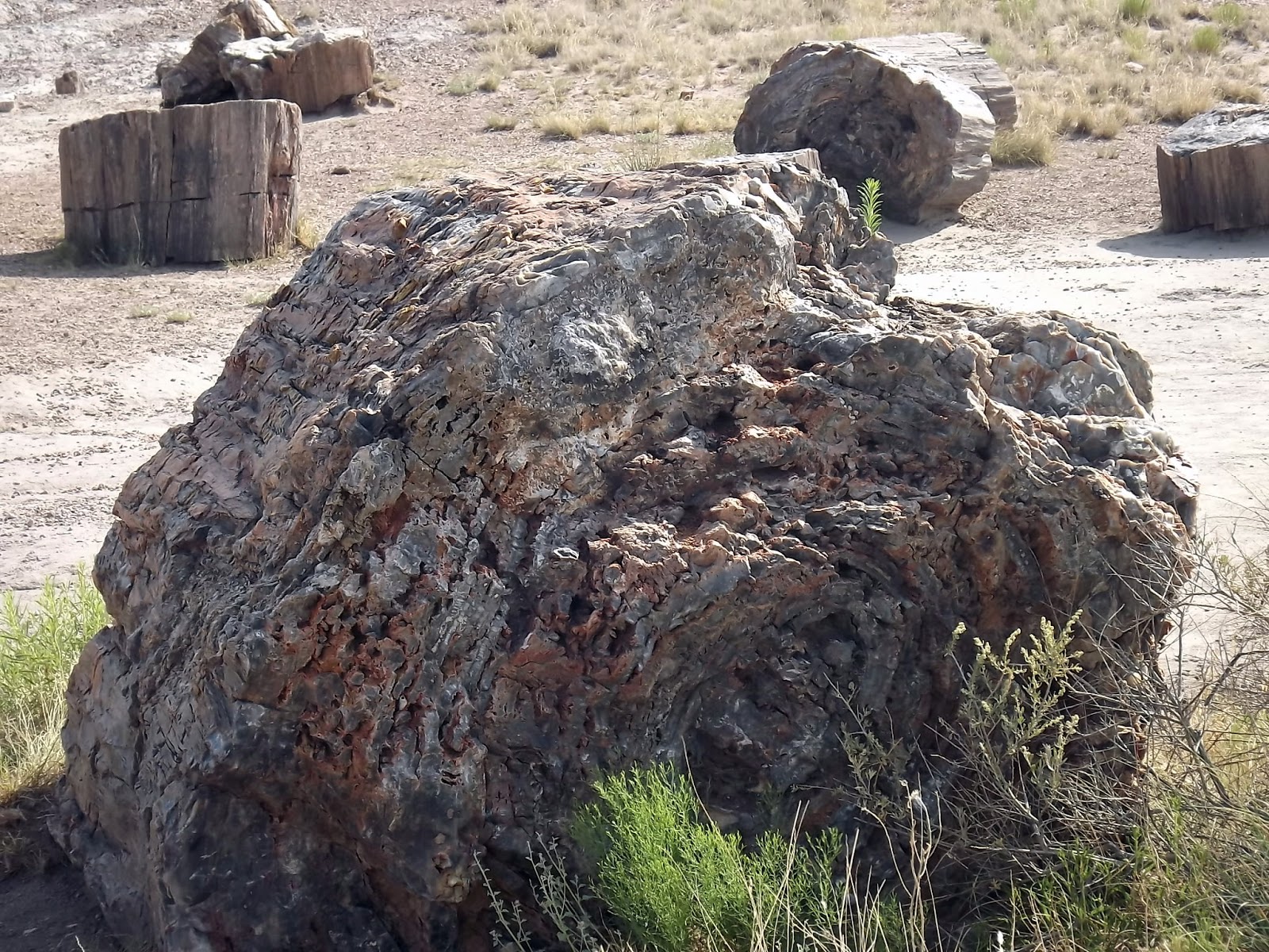 Focused on Story: Southwest USA: The Petrified Forest National Park