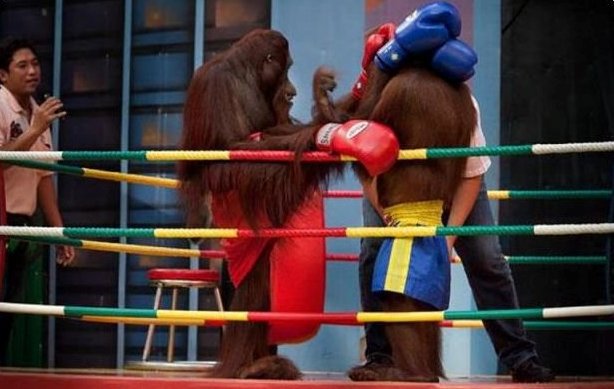 Facebook Amazing Photos: Funny Monkey Boxing Show