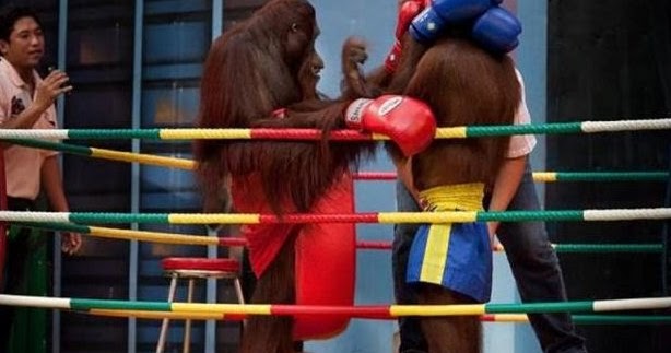 Facebook Amazing Photos: Funny Monkey Boxing Show