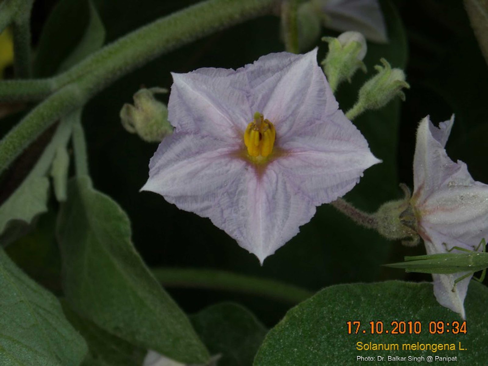 Medicinal Plants: Solanum melongena brinjal eggplant Vruttaka Bhanta ...