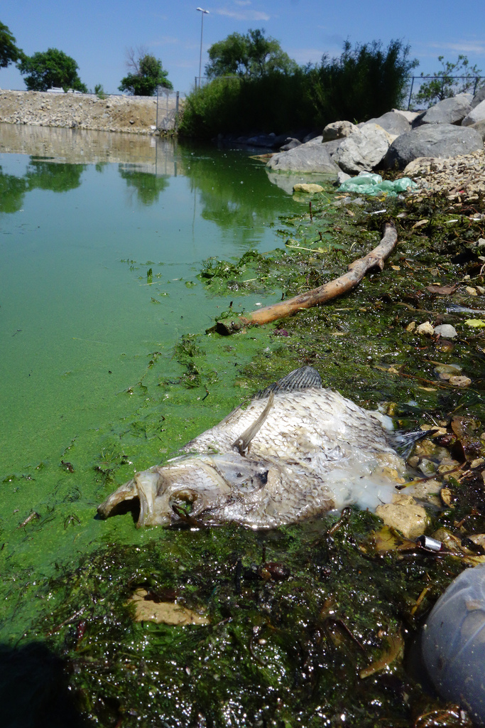 The Contractor Report: When swimming, keep Ghidorzi Companies in mind