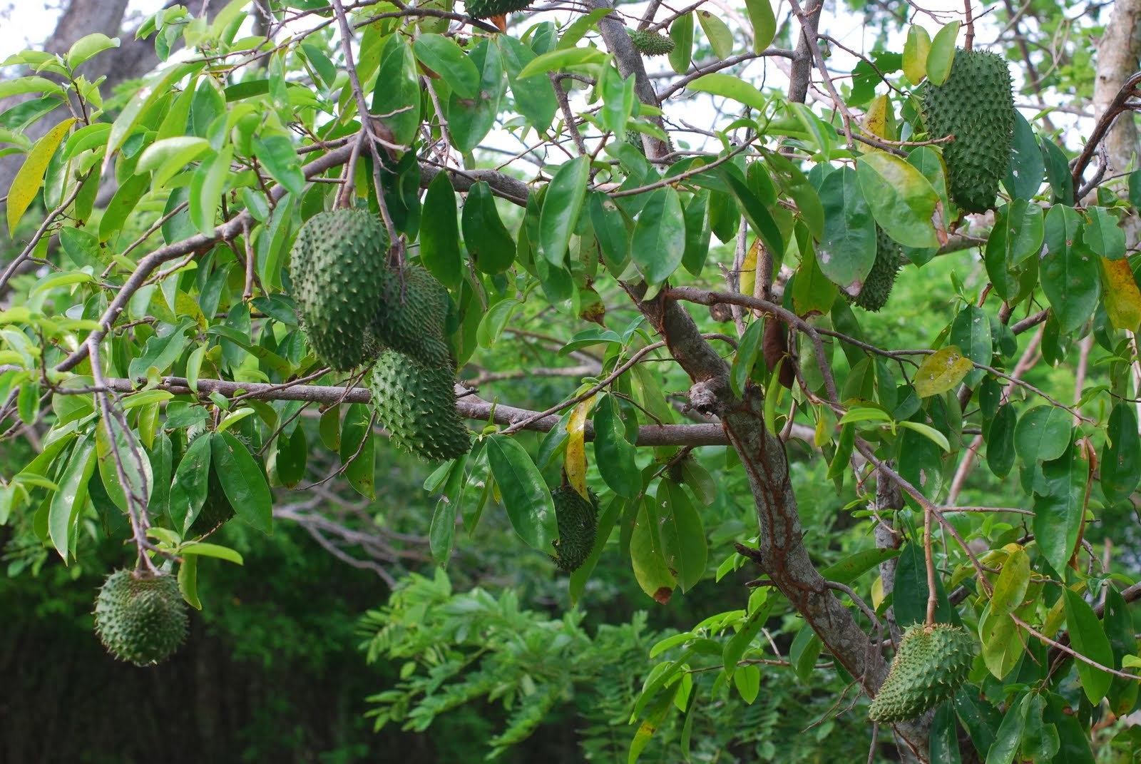 Herbolari 73 - Plantas medicinales. Aromaterapia: GRAViOLA