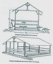 Pembuatan Kandang Sapi Pedaging | PERTANIAN