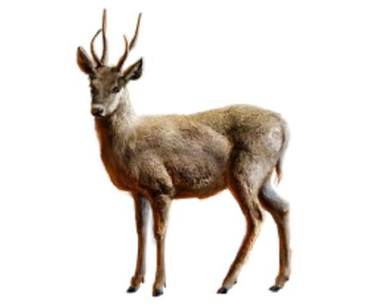 SIN SENTIDO: EL VENADO DE LOS ANDES: Su supervivencia no esta garantizada