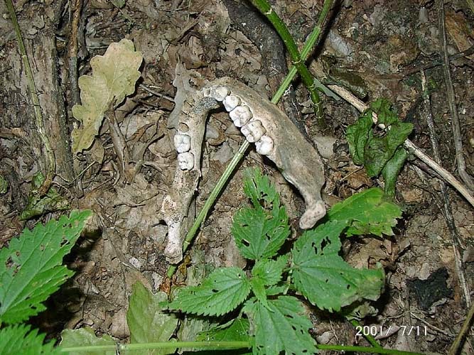bensozia: Metal Detecting in Stalingrad