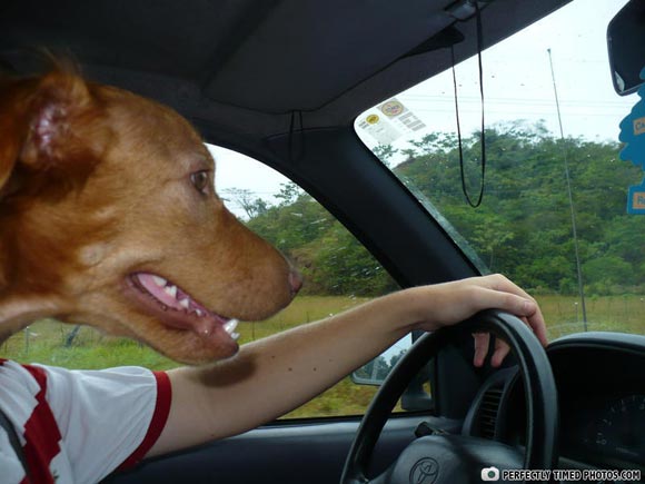 40 Cool dogs driving cars (40 pics) | Amazing Creatures