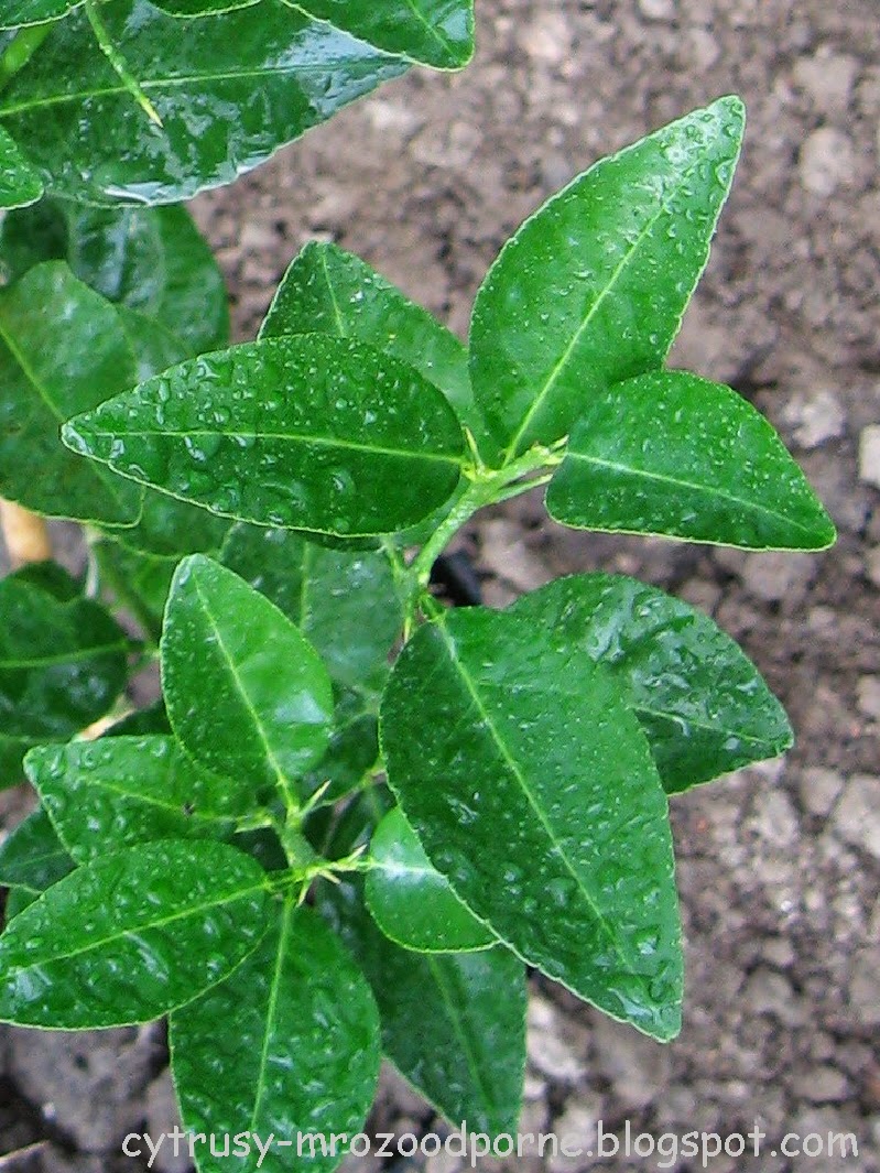 Cytrusy Mrozoodporne: Citrandarin