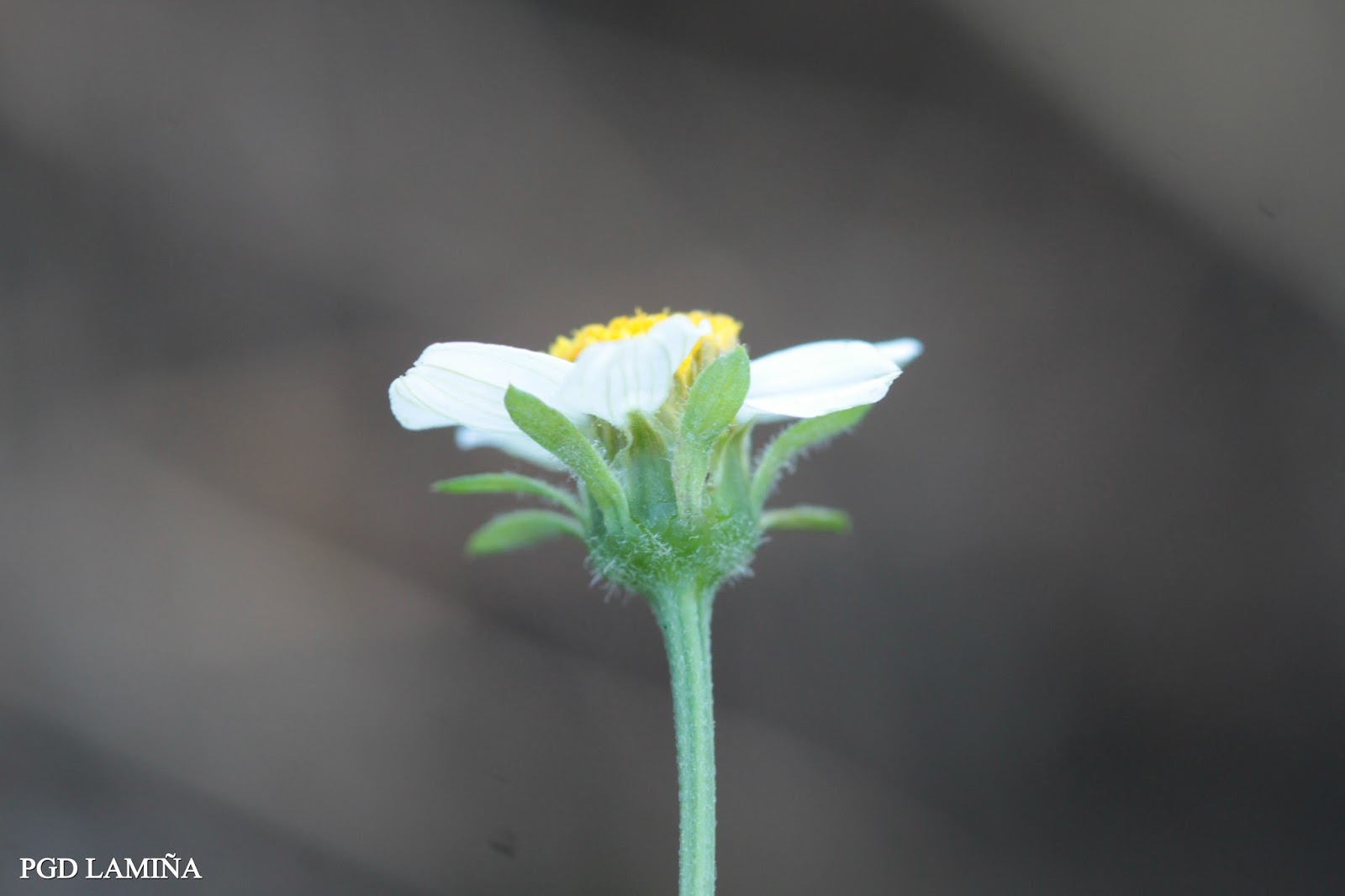 BIDENS PILOSA. amor seco.