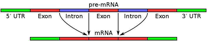 BIOLOGO (plebe chacaloso).: FORMAS DE SPLICING