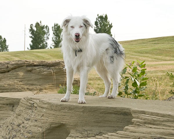 Dog Portrait Photography: Three Spanish Shepherds - Cool