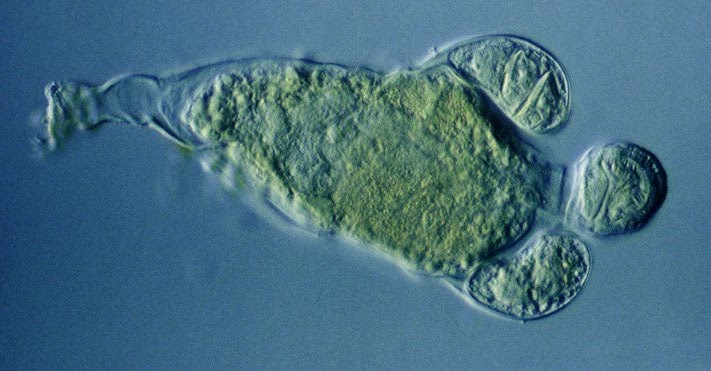 Cycliophora ~ Dunia Hewan