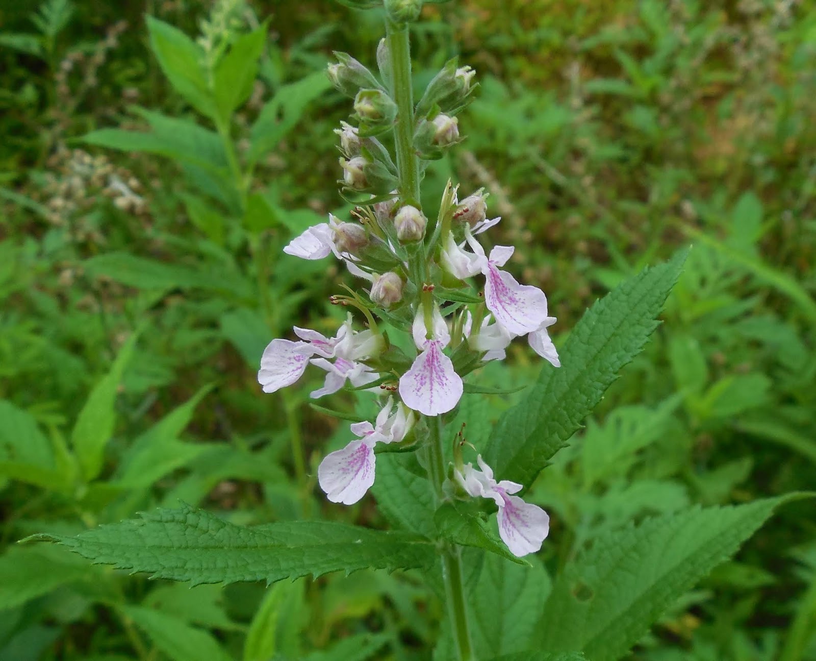 Raleigh Daily Photo: Wood Sage