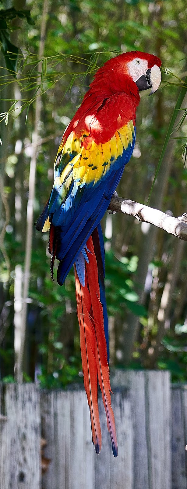 Photo of a macaw - About Wild Animals