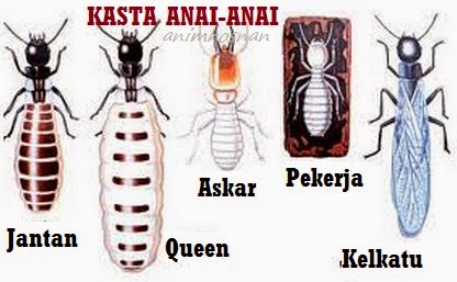 Anim Agro Technology: ANAI-ANAI