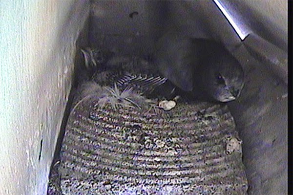 The Barley Birder: Ringing Common Swifts - June 2014