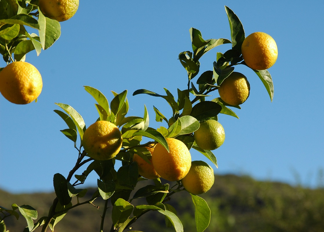 Bosanska Kuhinja : Pogledajte 44 upotrebe limuna u različite svrhe a ...