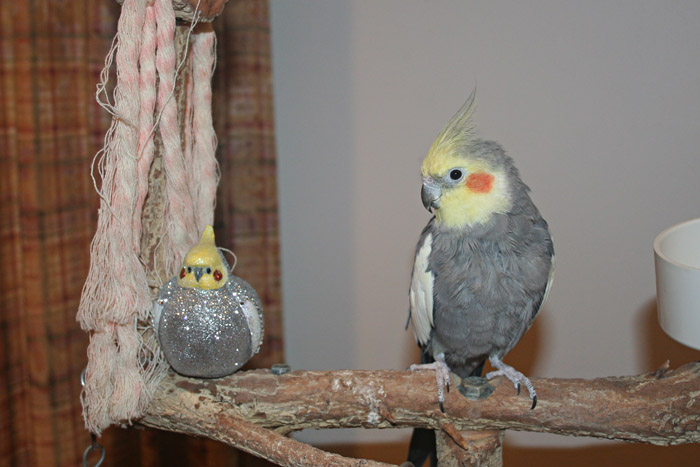 Shroomies Blog: Fat Fat Cockatiel