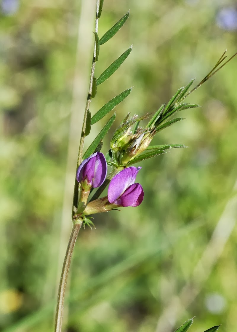 solitary dog sculptor: Botany - Botanica: Vicia - Various Part 1 - 21 ...