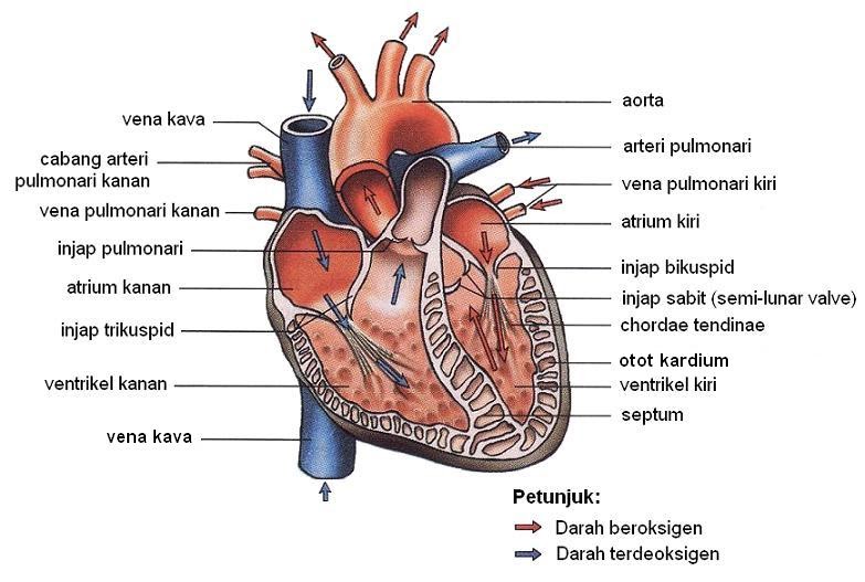 Sains 1 2 3: Struktur Jantung Manusia