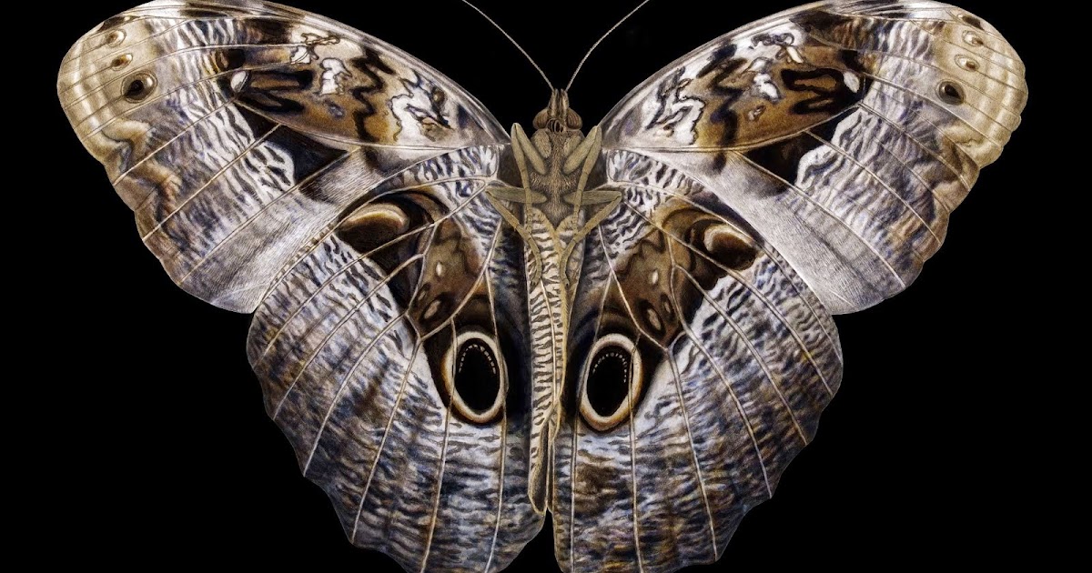 Mariposa búho (Caligo sp.) - Julia Rouaux