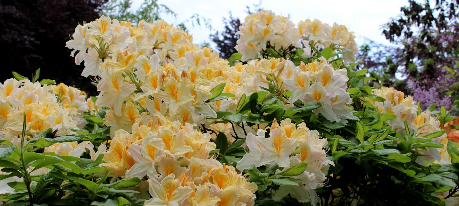 The Murray Chronicles : The rhodos of VanDusen Garden