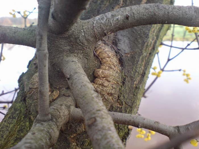 Sifat dan Tugas Khusus Akar ~ MUNAWI INSIDE