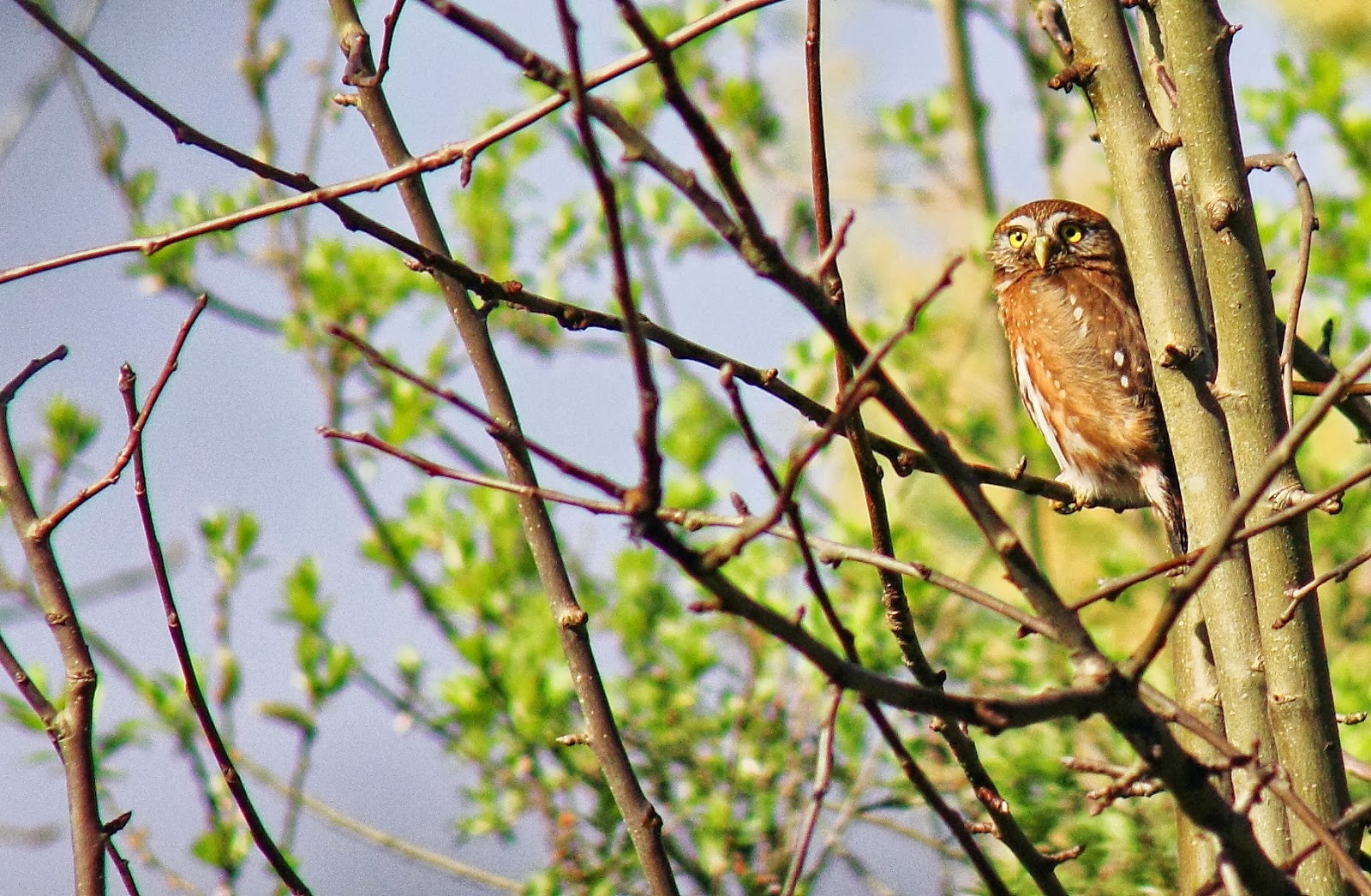 Aves de la VIII Region del Bio Bio: Chuncho (Glaucidium Nanum)