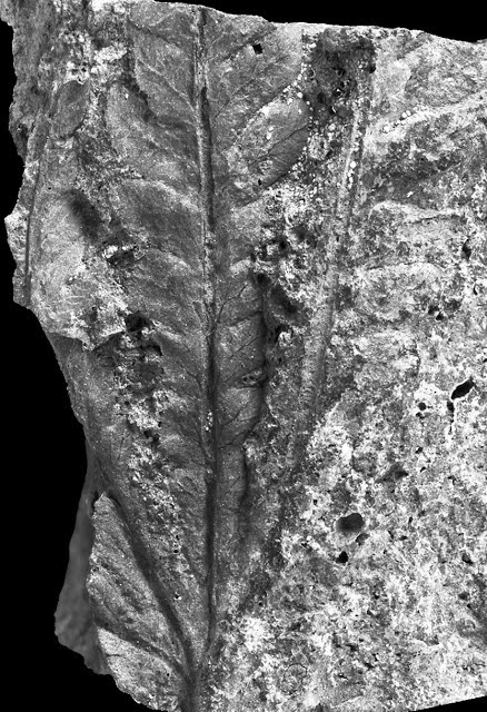 Sciency Thoughts: Governor Laffan's Fern declared Extinct in the Wild.