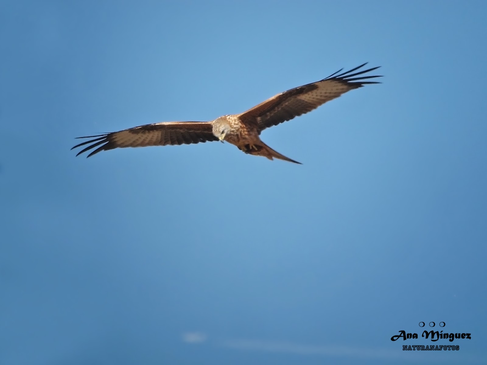 NATURANAFOTOS: Milano real/ Red Kite
