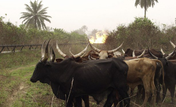 Lagos alone consumes 6,000 cows a day! Nigeria to soon witness scarcity ...