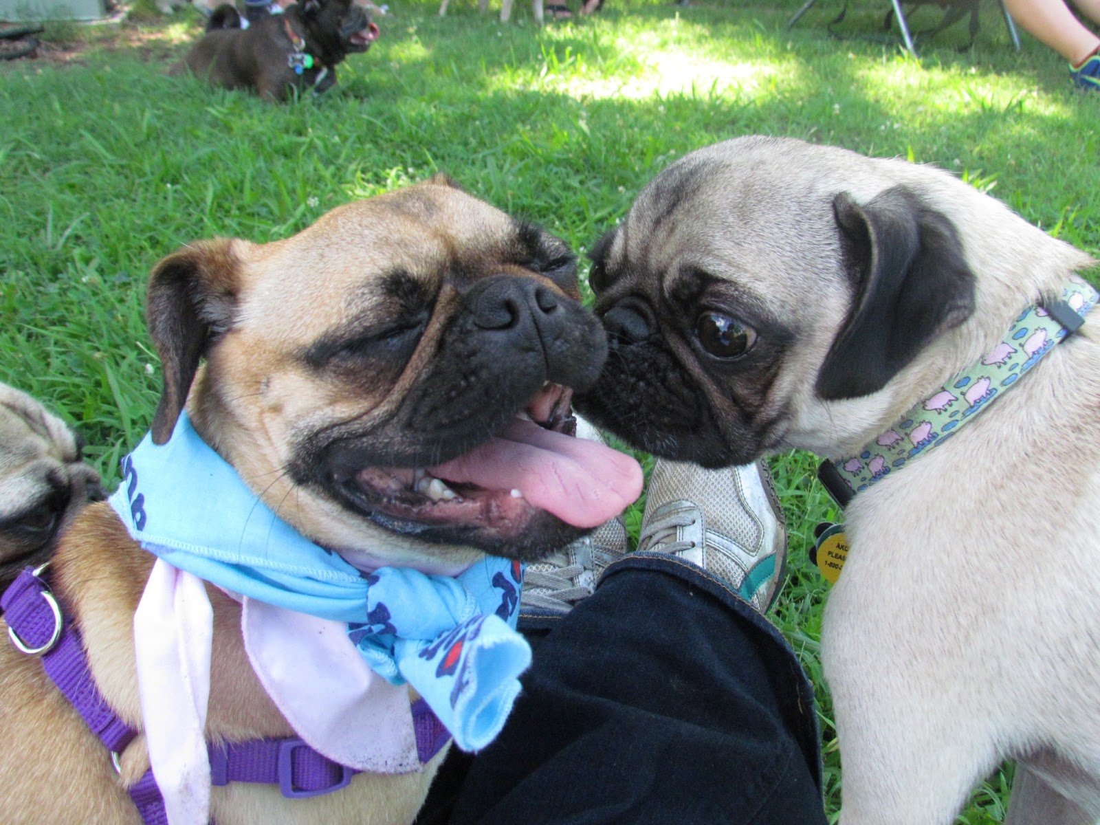 two spoiled pugs: July pug meet ups