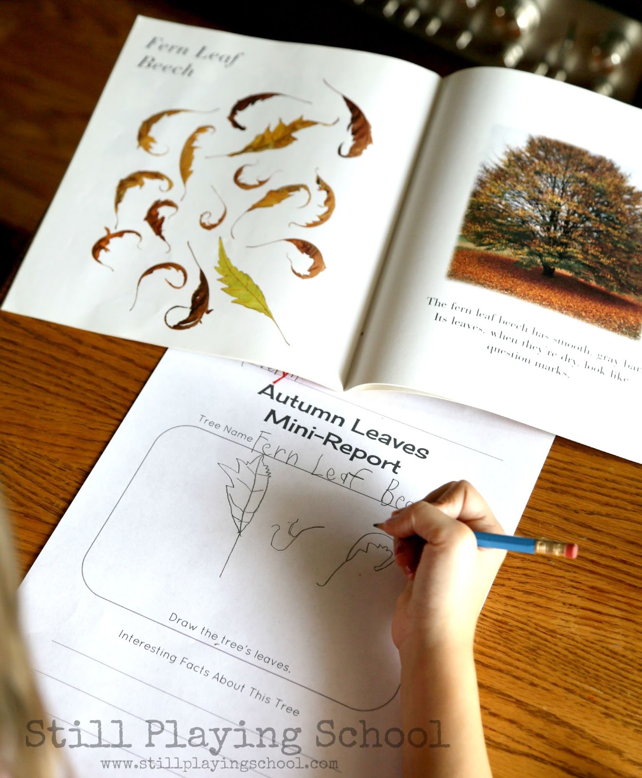 Autumn Leaves Drawings and Mini Reports | Still Playing School