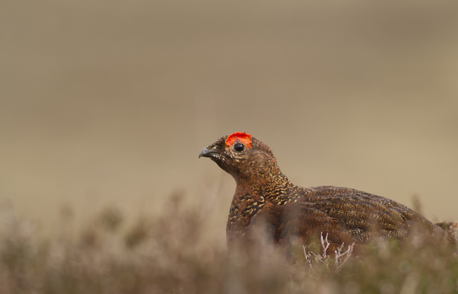 The Nature Quest: Scotland - Day 3