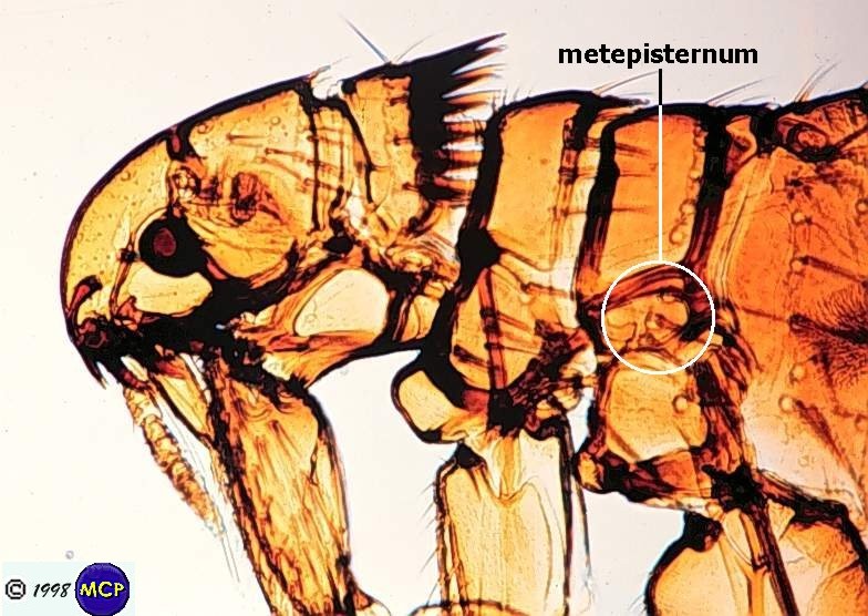 Ctenocephalides canis (part 2) | CocoQuiin’s Blog