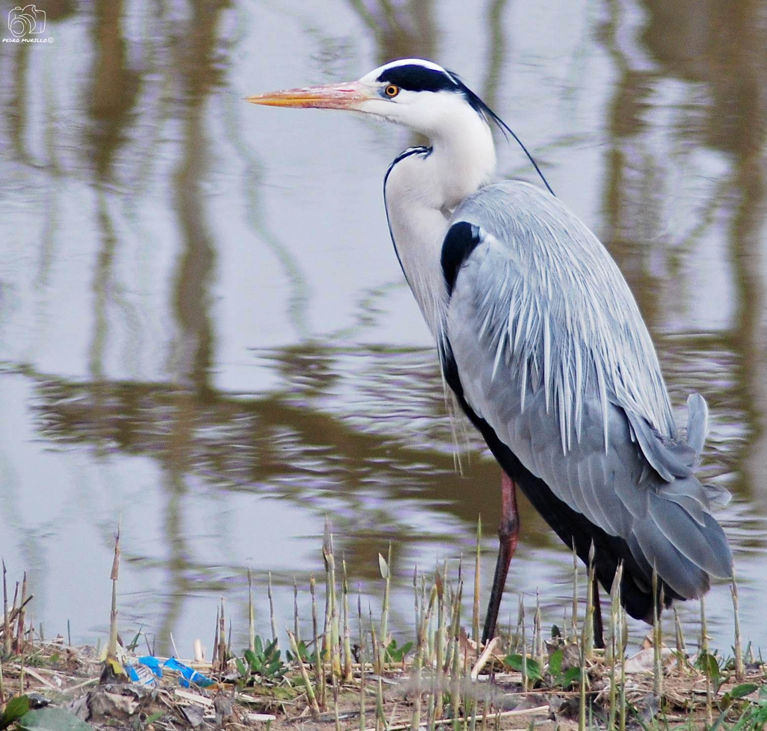 Las excursiones de Murillo "murillonature": Garza real (Ardea cinerea ...