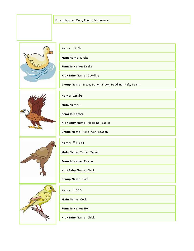 General English for all: World of BIRDs-Picturesque