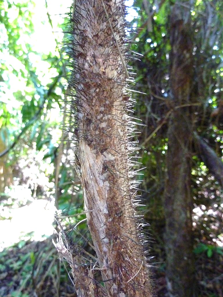 Hopefulist in Latin America: PLACENCIA