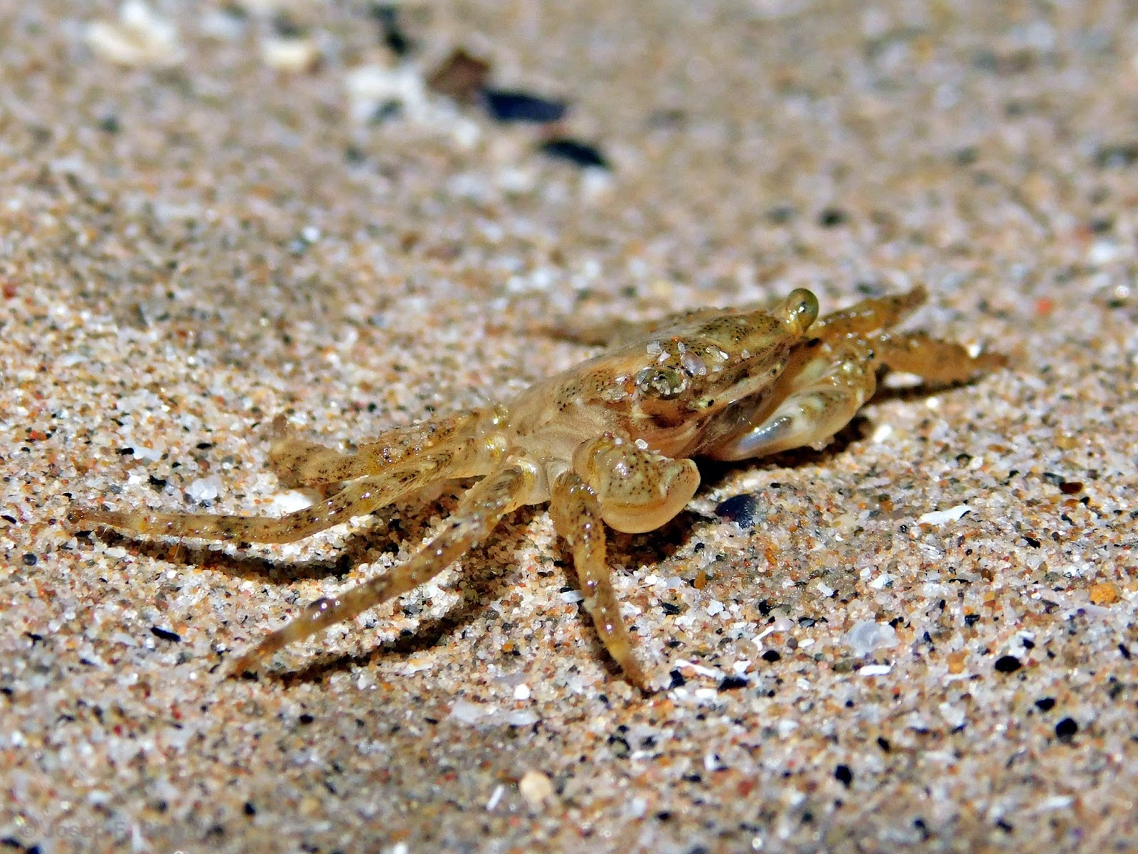 (Paleo-)Herpetología: Decapoda - Crustáceos decápodos